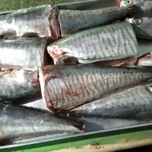 Ikan Tenggiri Adalah